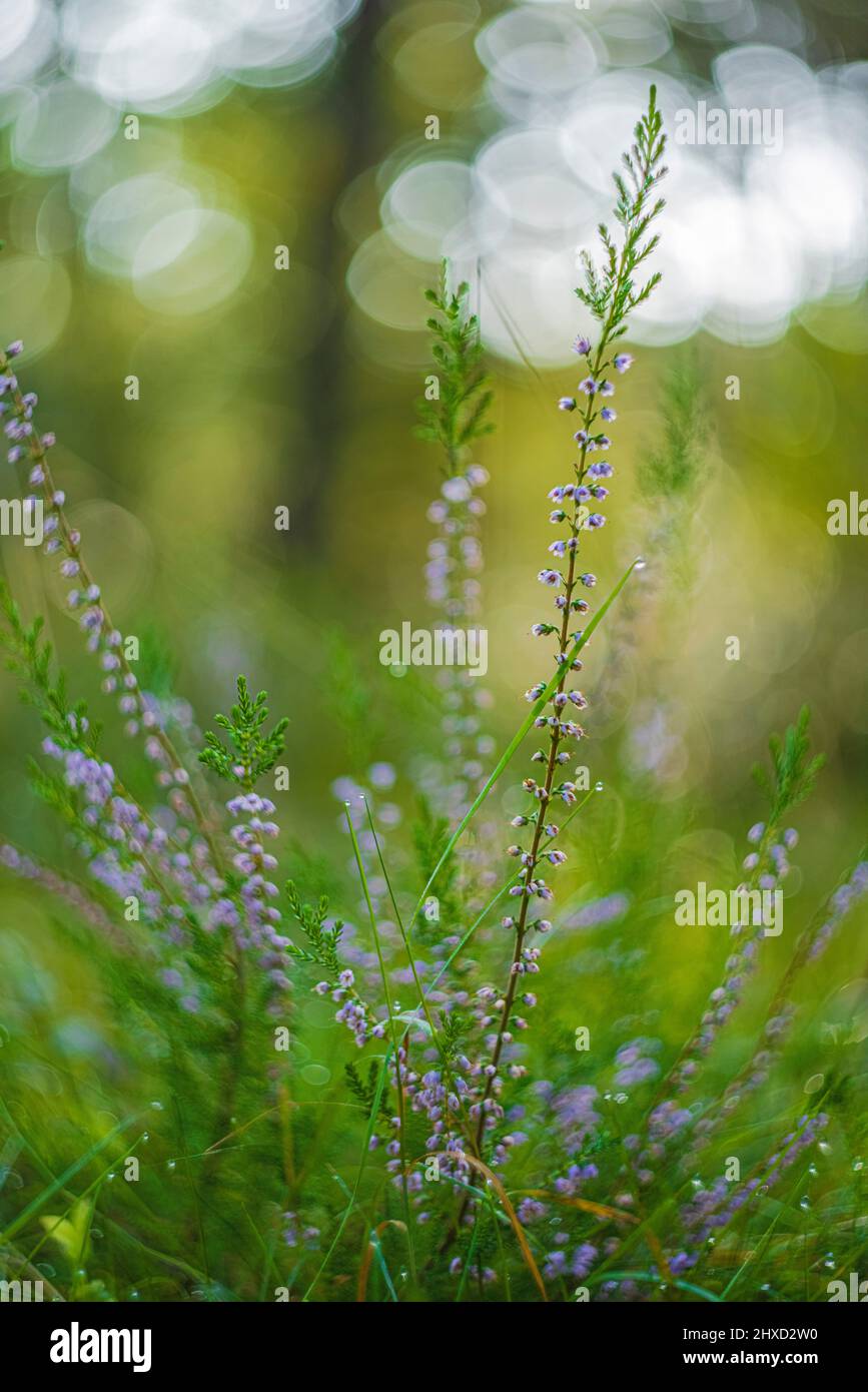 Dwarf broom hi-res stock photography and images - Alamy