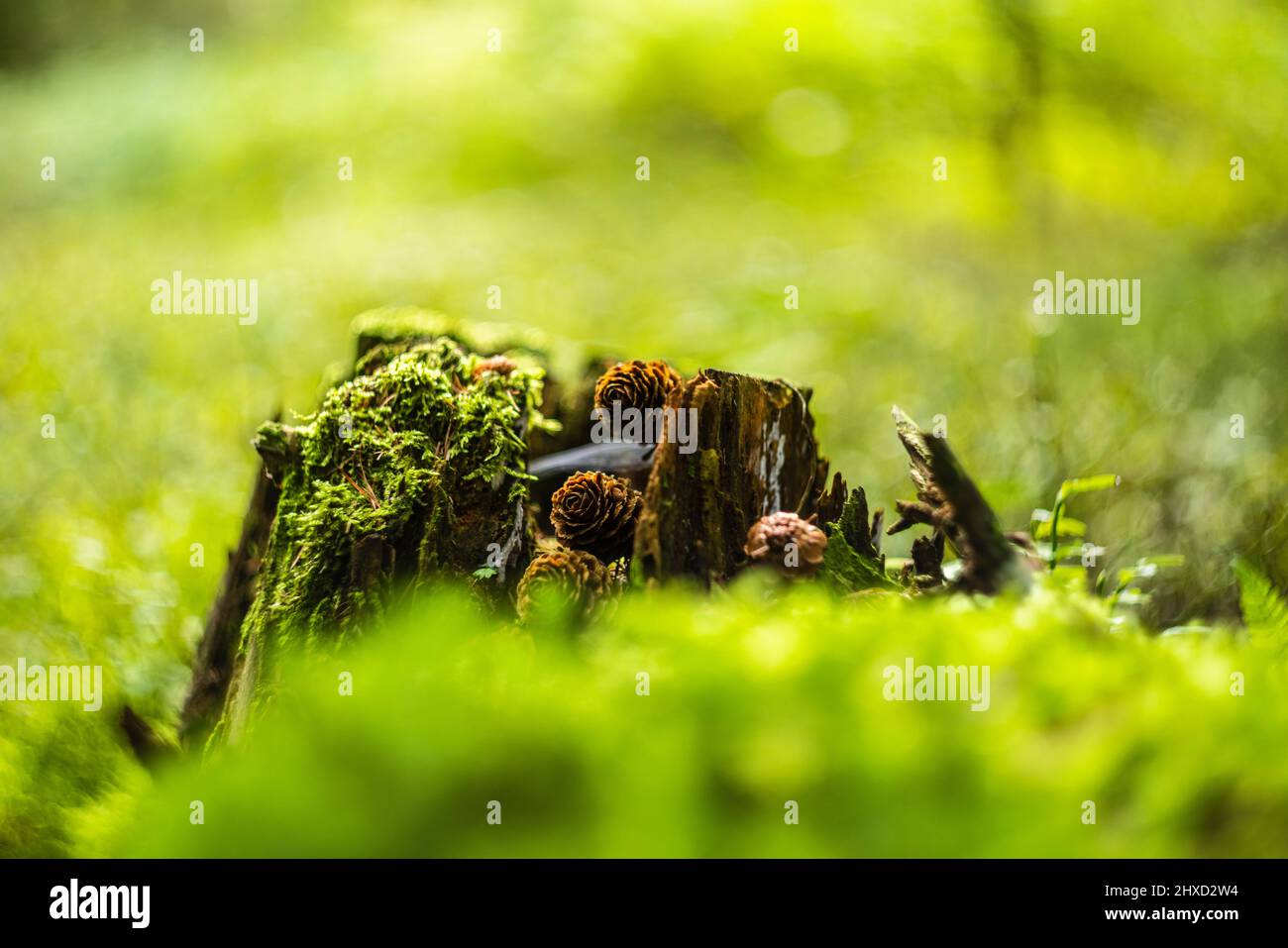 Forest still life, larch cones in a fairy tale forest, abstract ...