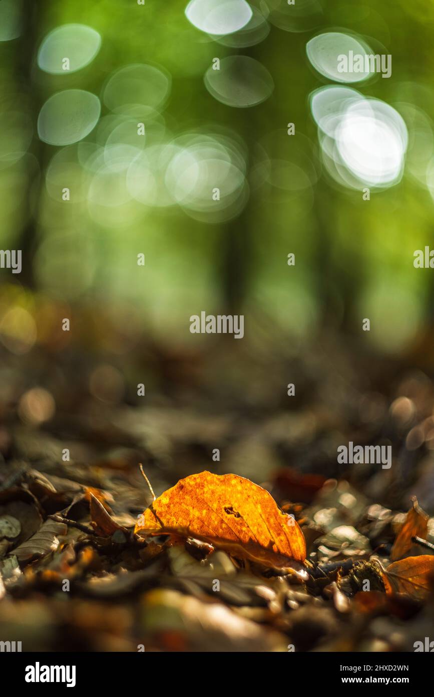 Leaf on forest floor, nature in detail, forest still life Stock Photo ...