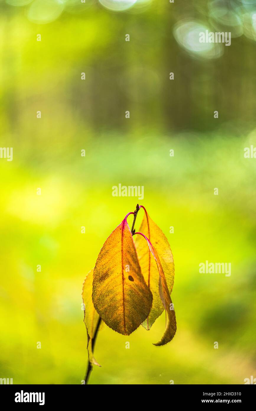 Bokeh background fall colors hi-res stock photography and images - Alamy