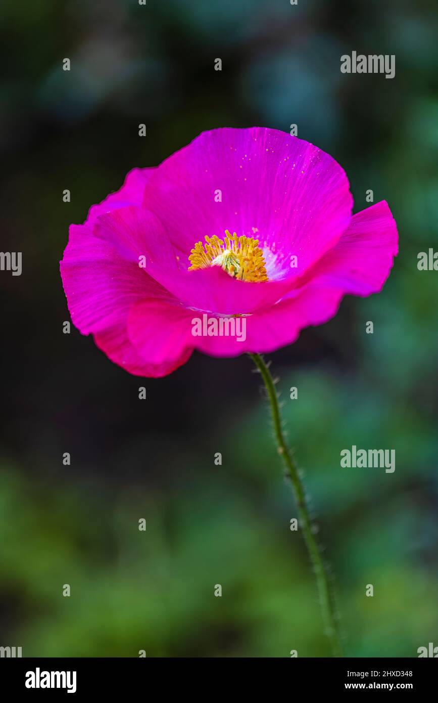 Corn poppy (Papaver rhoeas), poppy flower, corn rose Stock Photo - Alamy