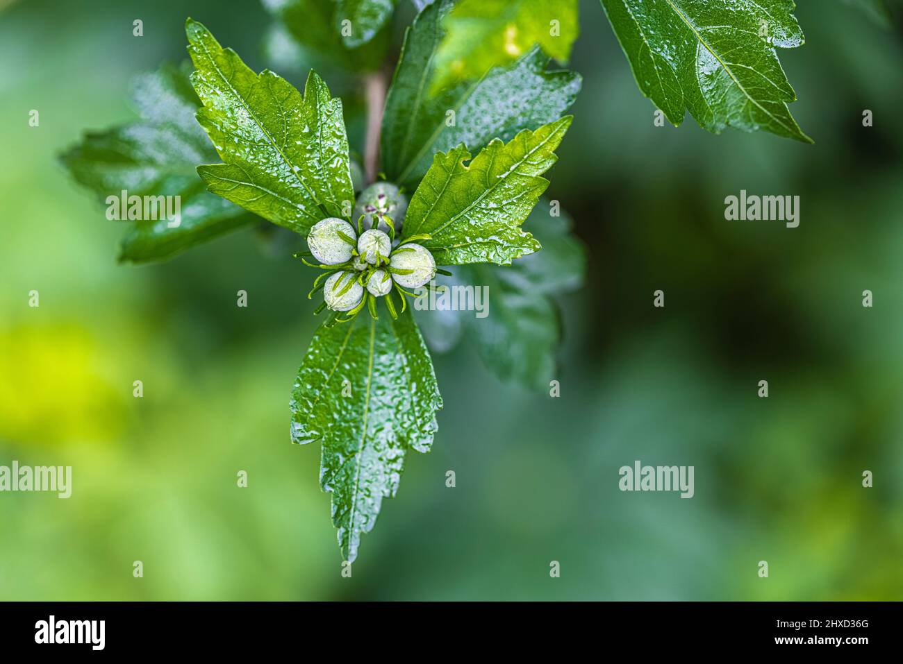 Bud formation hi-res stock photography and images - Alamy