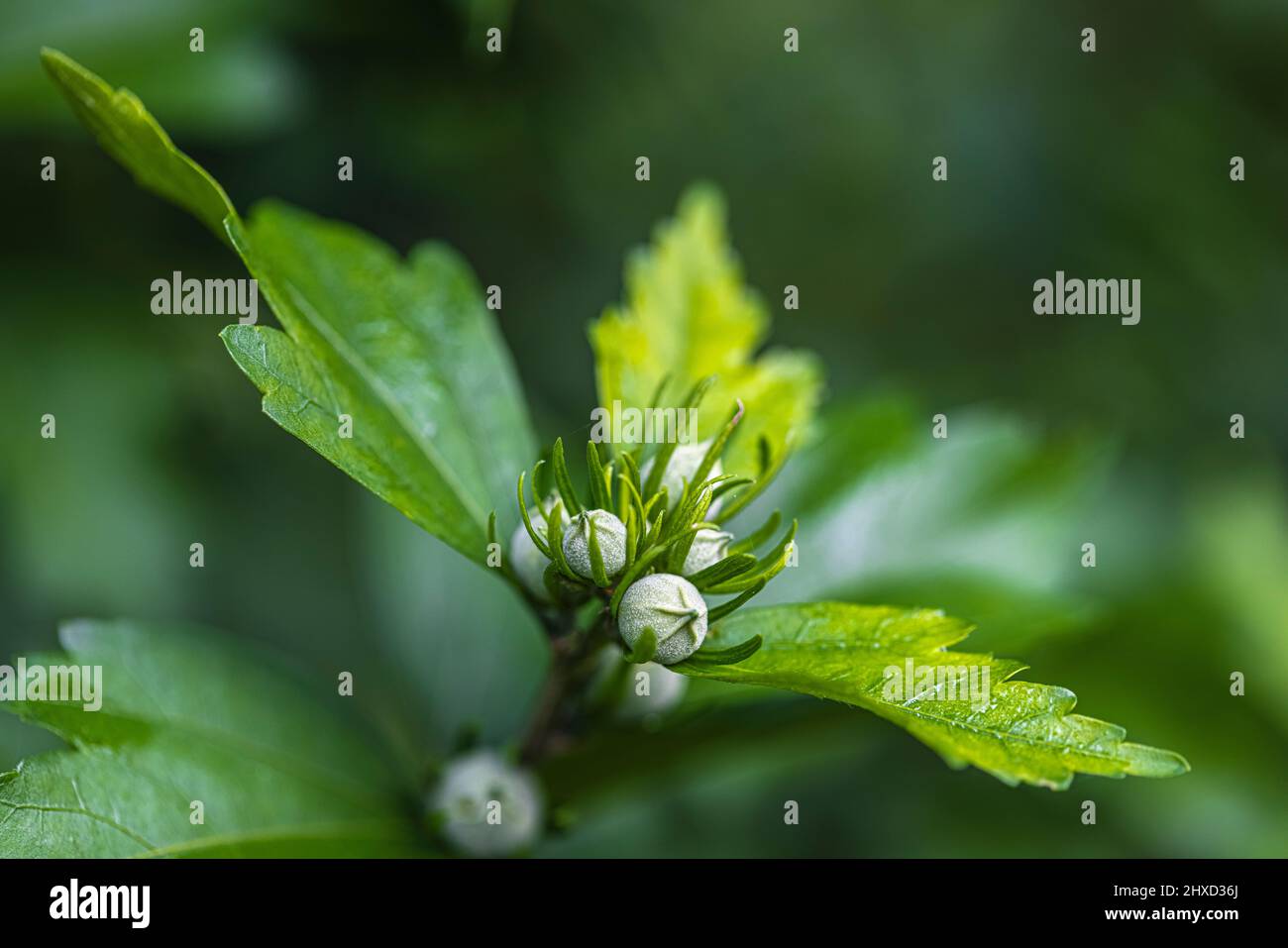 Bud formation hi-res stock photography and images - Alamy