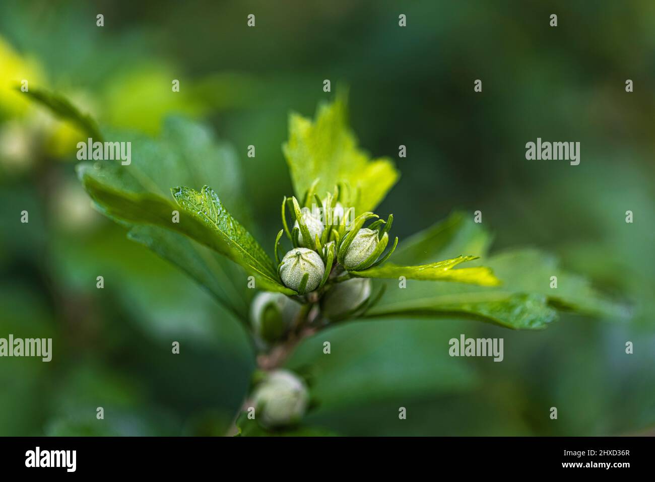 Hibiscus, rose marshmallow, flower bud formation Stock Photo - Alamy
