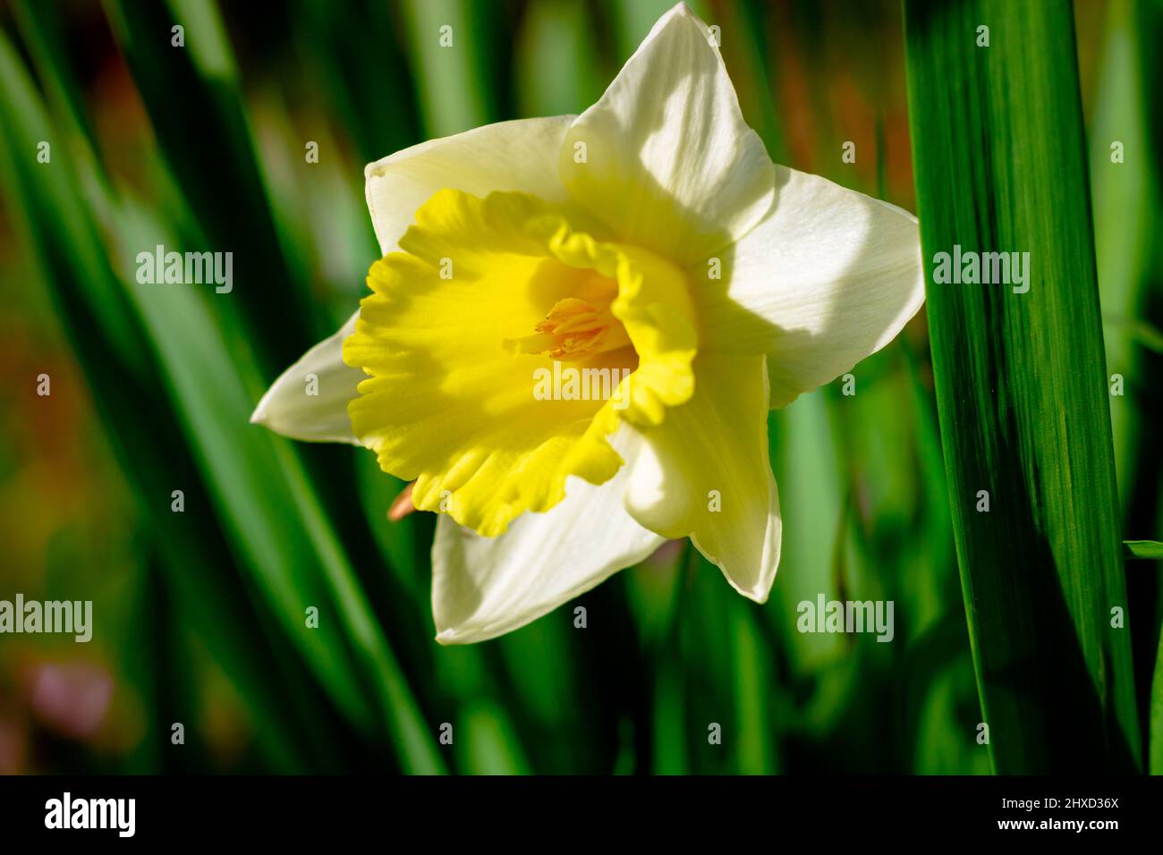 Daffodil in focus. Close up view of a daffodil in spring. Spring ...