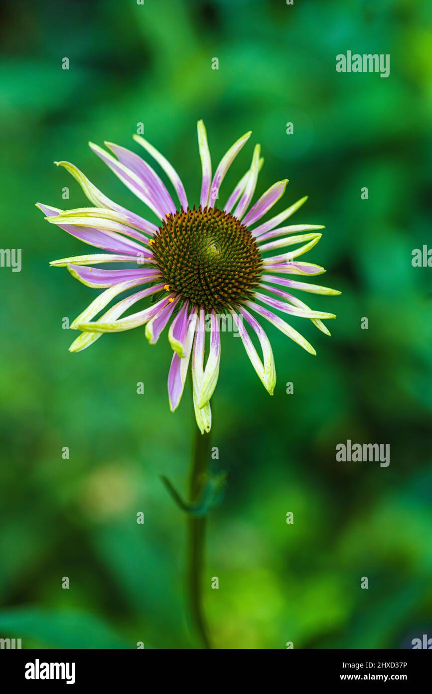 Purple coneflower in garden, Echinacea purpurea, close up Stock Photo ...