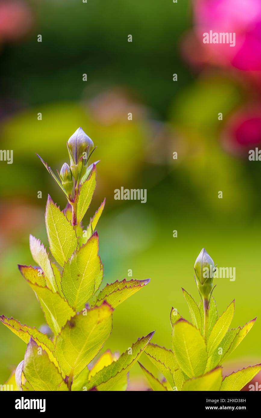 Peach-leaved bellflower, Campanula persicifolia, bud, flower, dewdrops ...