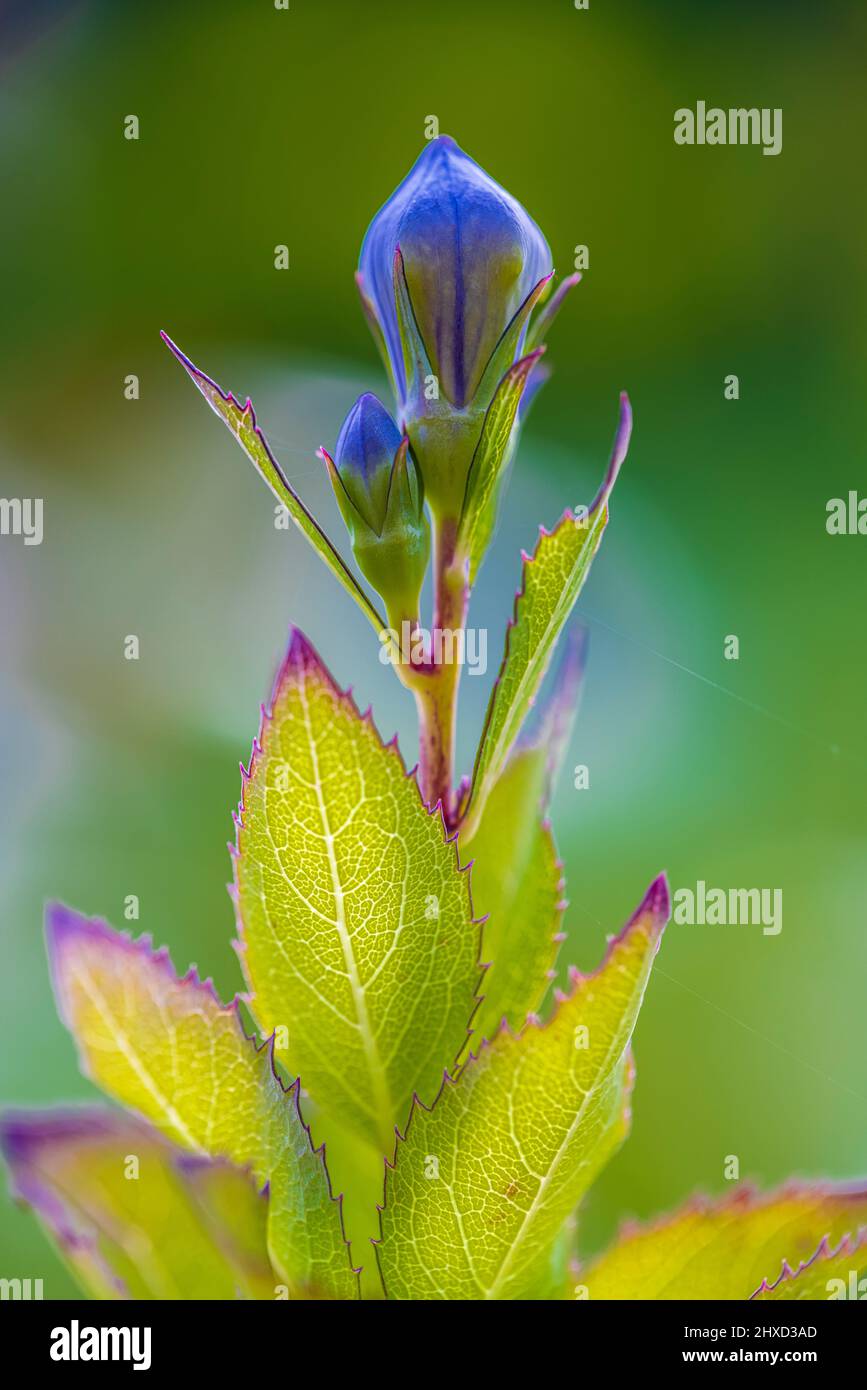Peach-leaved bellflower, Campanula persicifolia, bud, flower, dewdrops ...