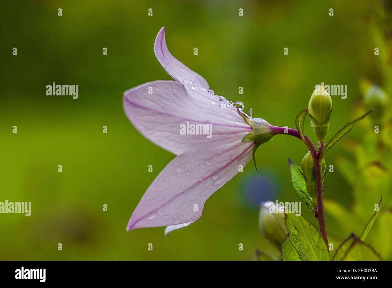 Peach-leaved bellflower 'Grandiflora Alba', bud, flower, dewdrops Stock ...