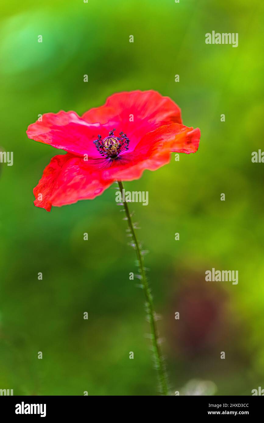 Garden corn poppy hi-res stock photography and images - Alamy