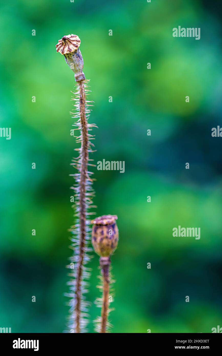 Dry poppy pods with seeds Stock Photo - Alamy