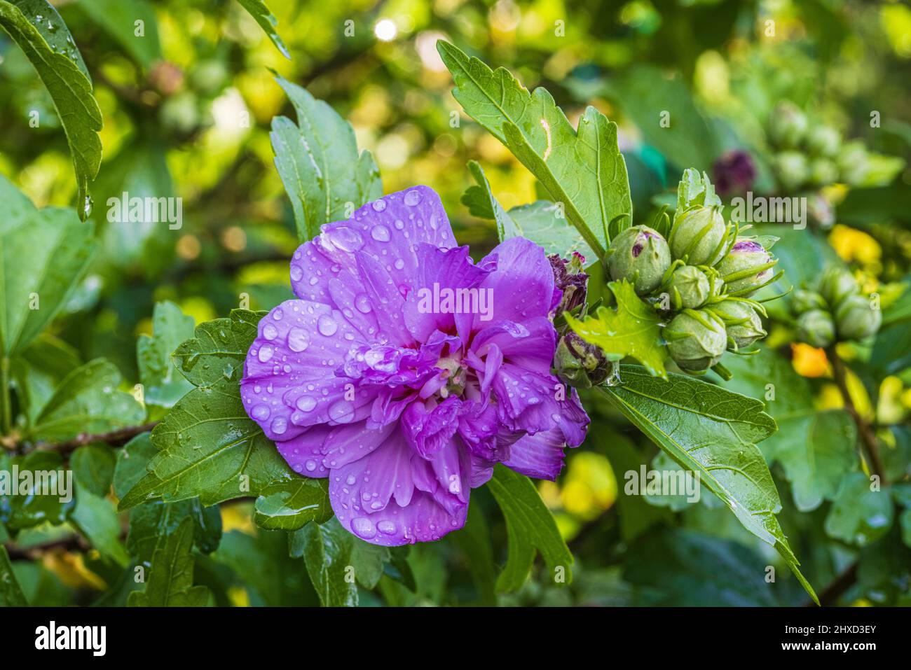 Hibiscus, garden rose mallow, buds un flowers Stock Photo - Alamy