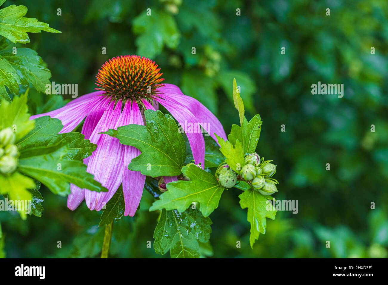 Purple coneflower in garden, Echinacea purpurea, close up, blurred ...