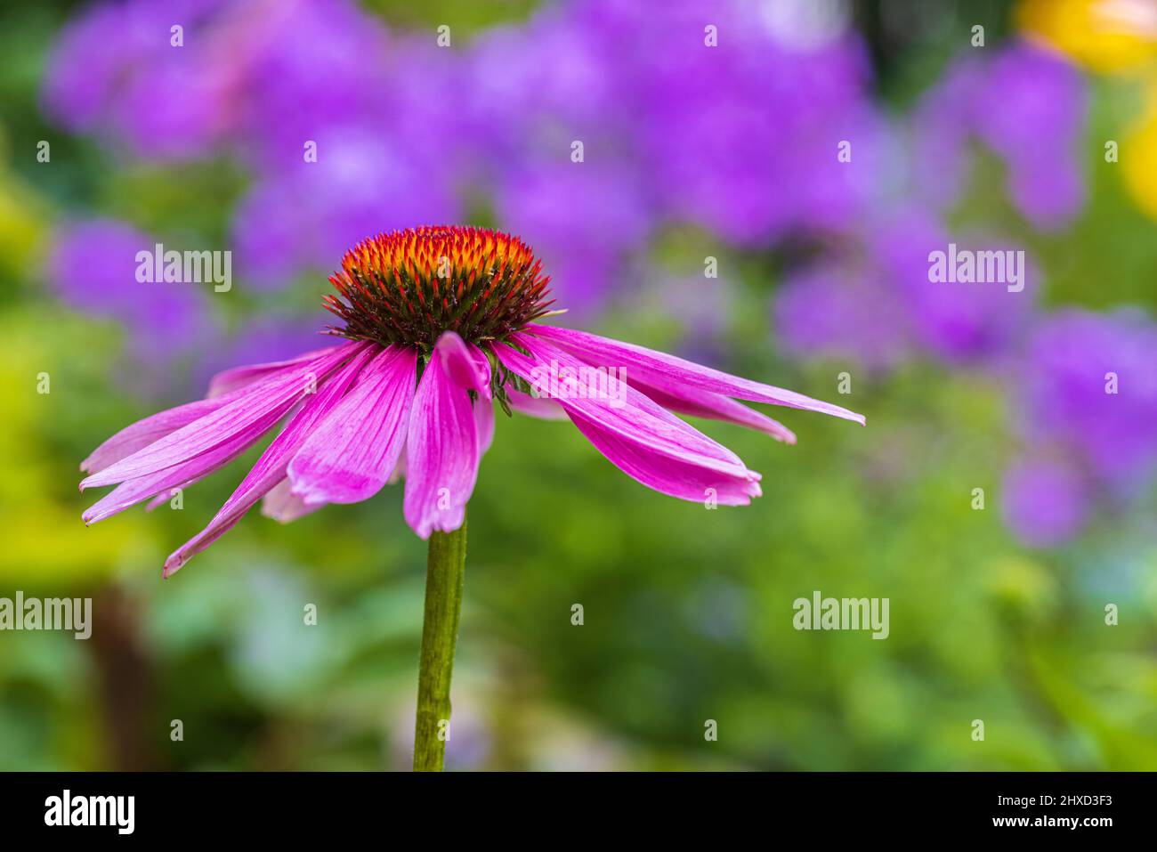Purple coneflower in garden, Echinacea purpurea, close up, blurred ...