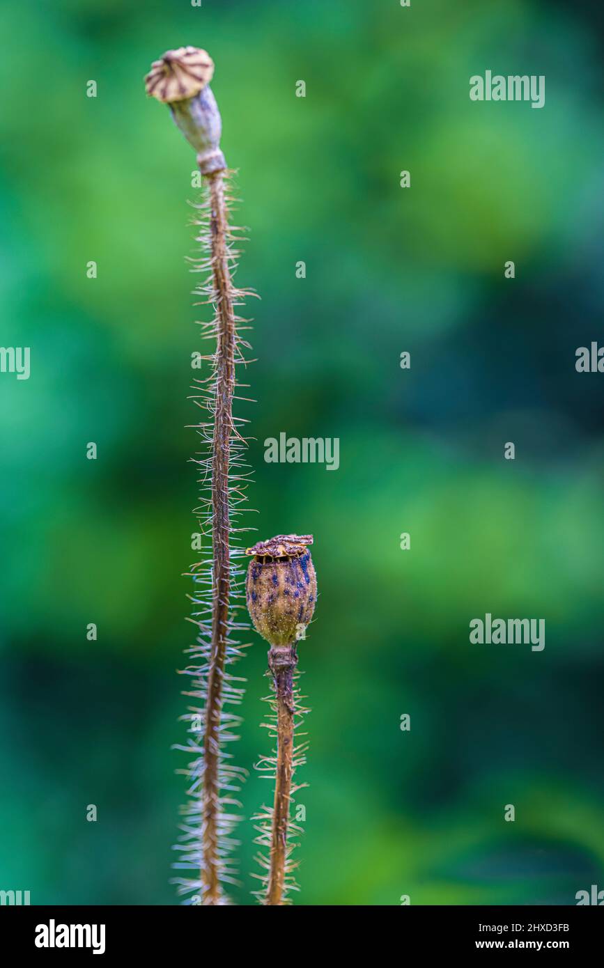 Dry poppy pods with seeds Stock Photo - Alamy