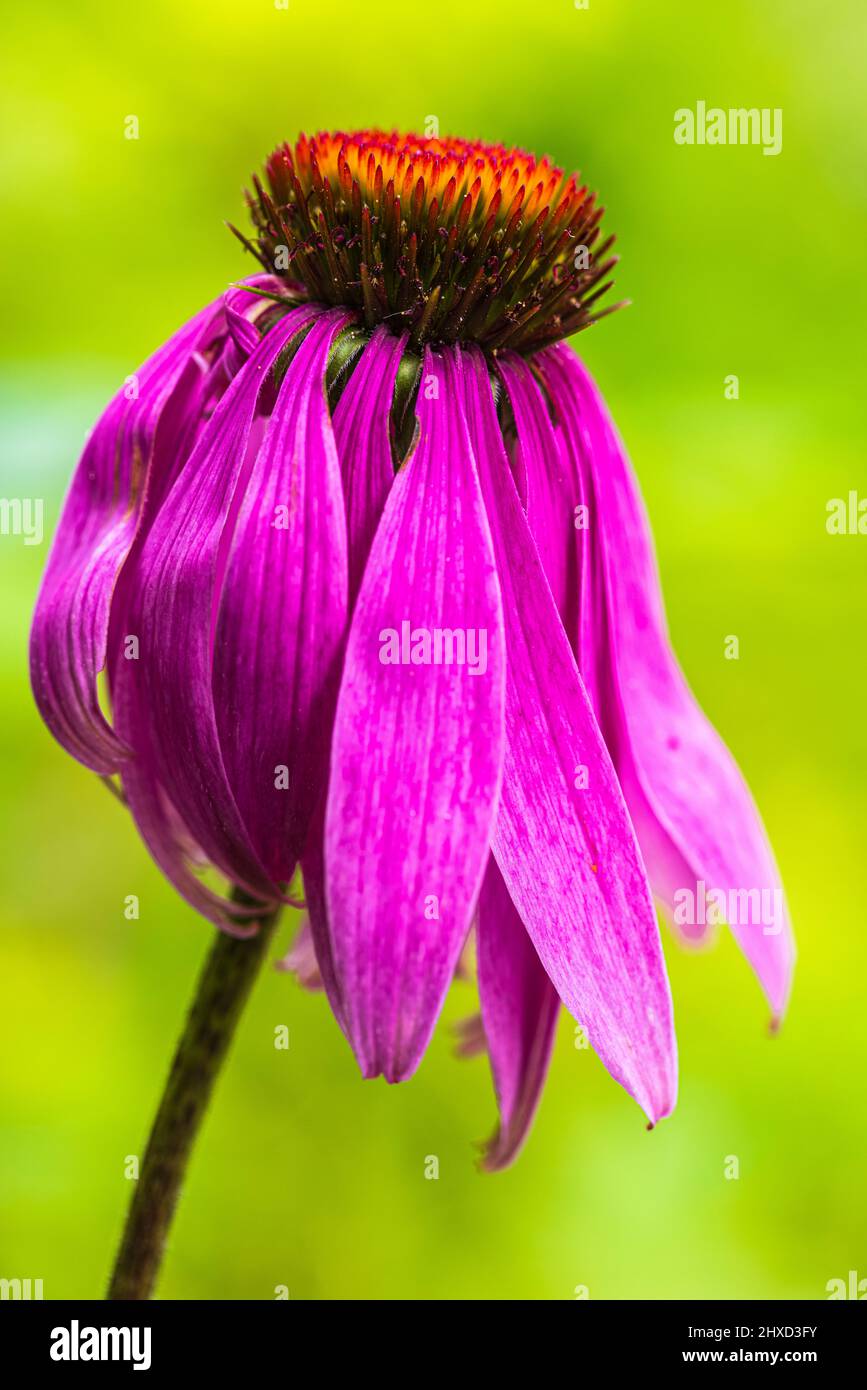 Purple coneflower in garden, Echinacea purpurea, close up, blurred ...
