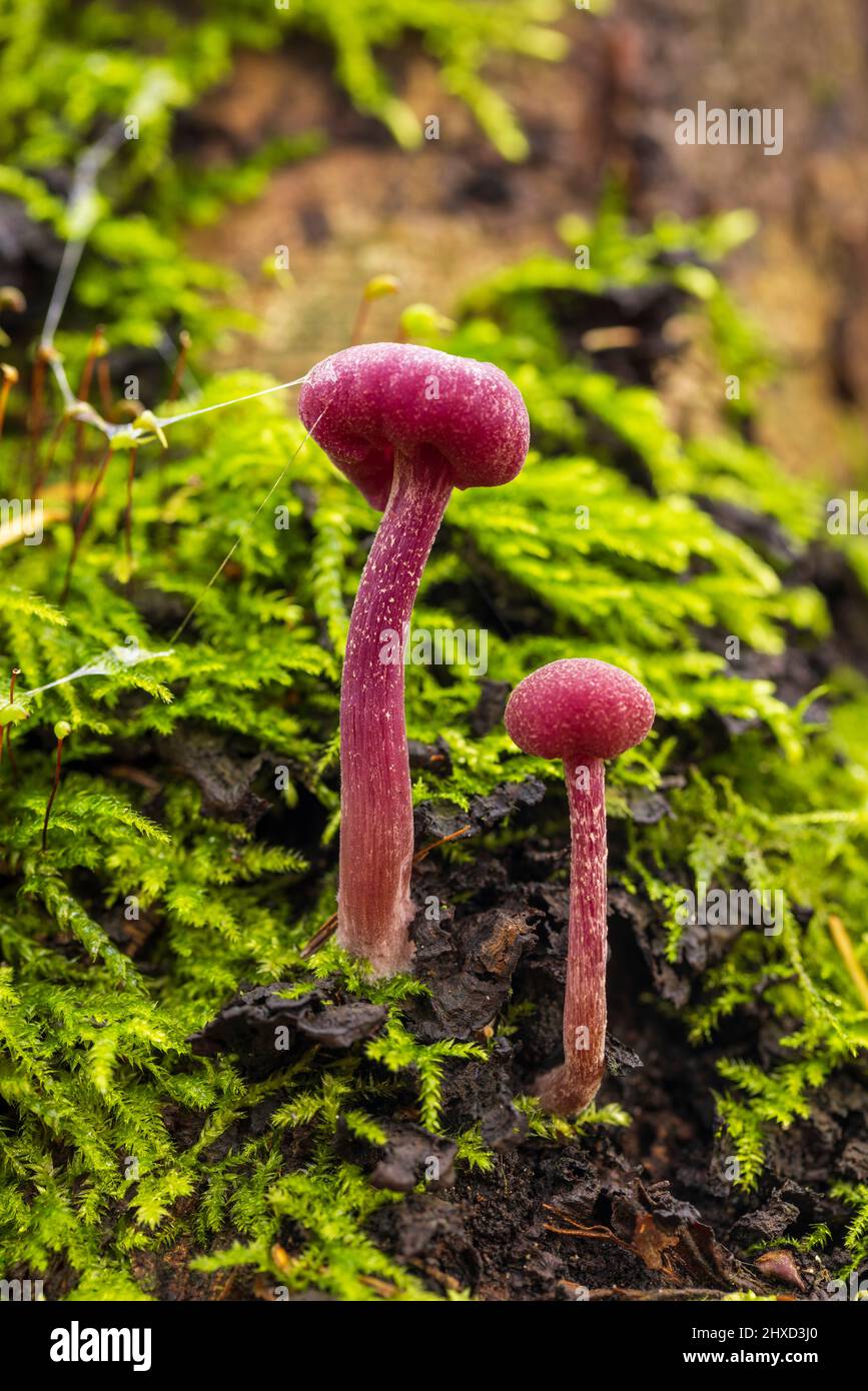 amethyst deceiver (Laccaria amethystina), closeup Stock Photo - Alamy