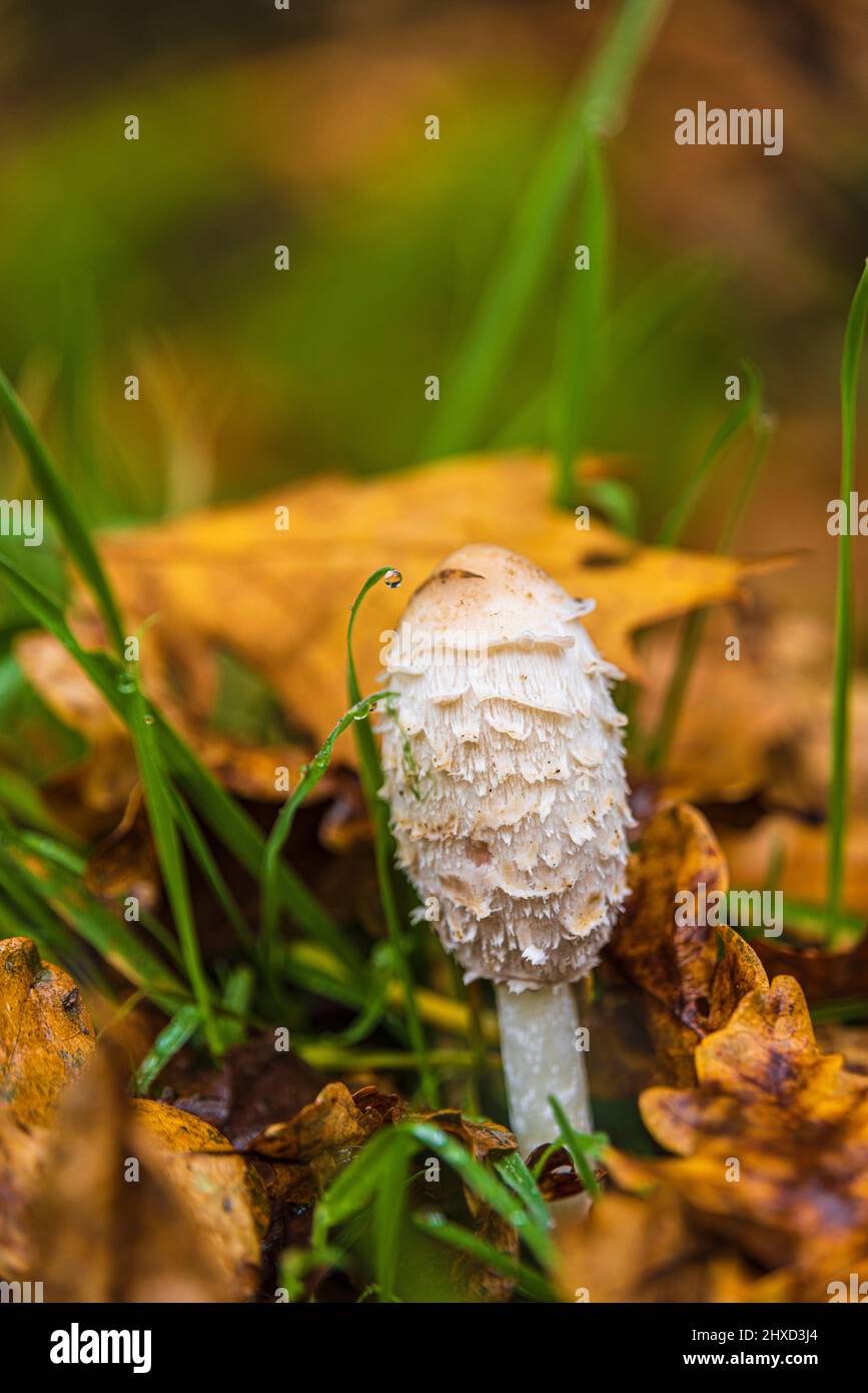 Ink fungus hi-res stock photography and images - Alamy