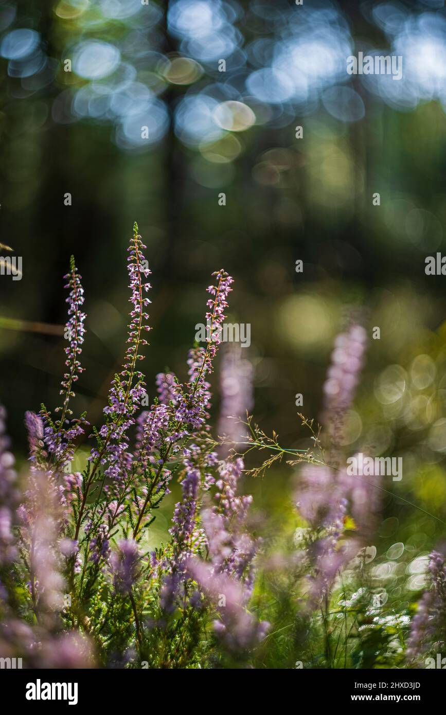 Heather bud hi-res stock photography and images - Alamy