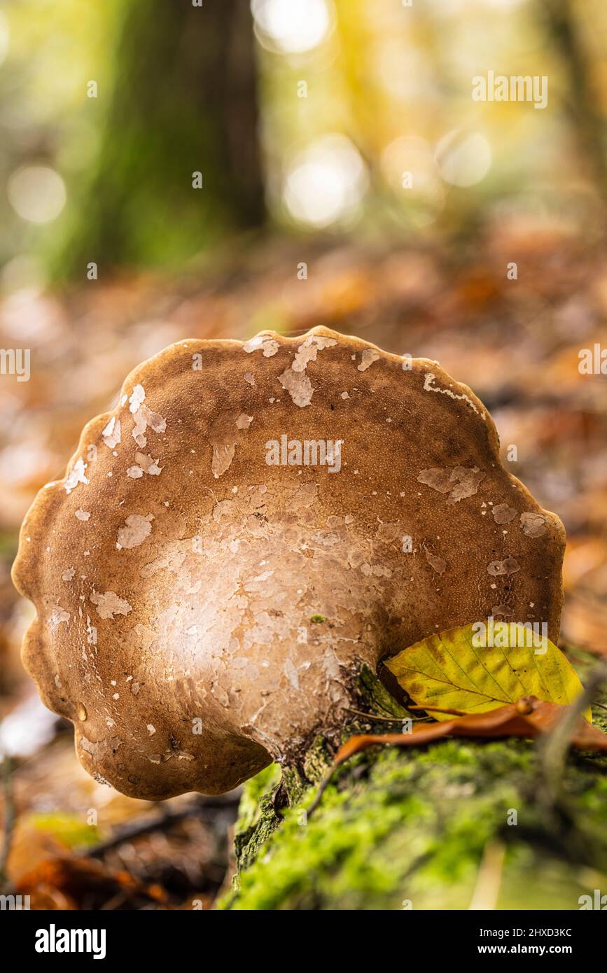 Birch polypore, Piptoporus betulinus on dead wood Stock Photo - Alamy