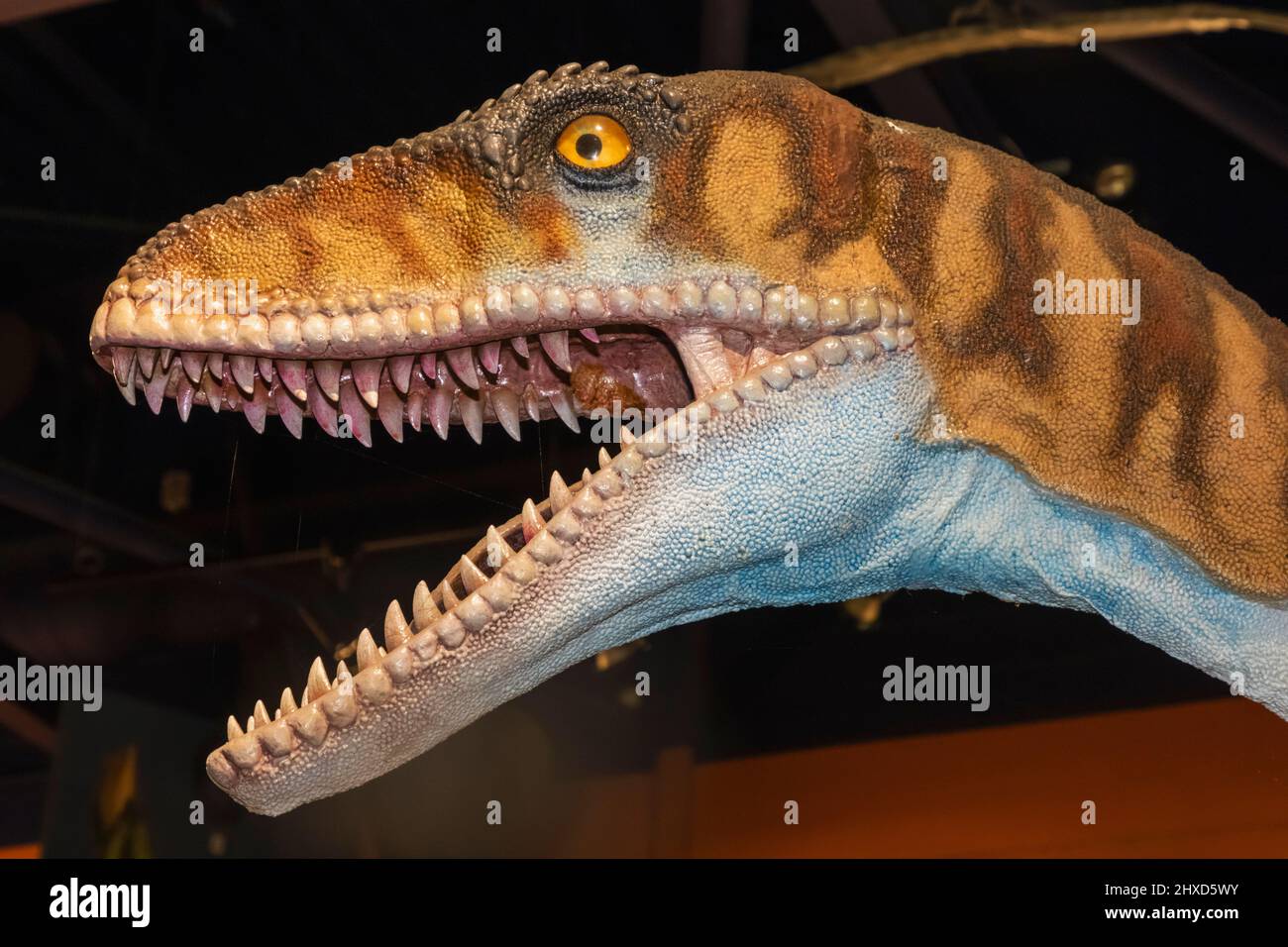 Dinosaur head hi-res stock photography and images - Alamy