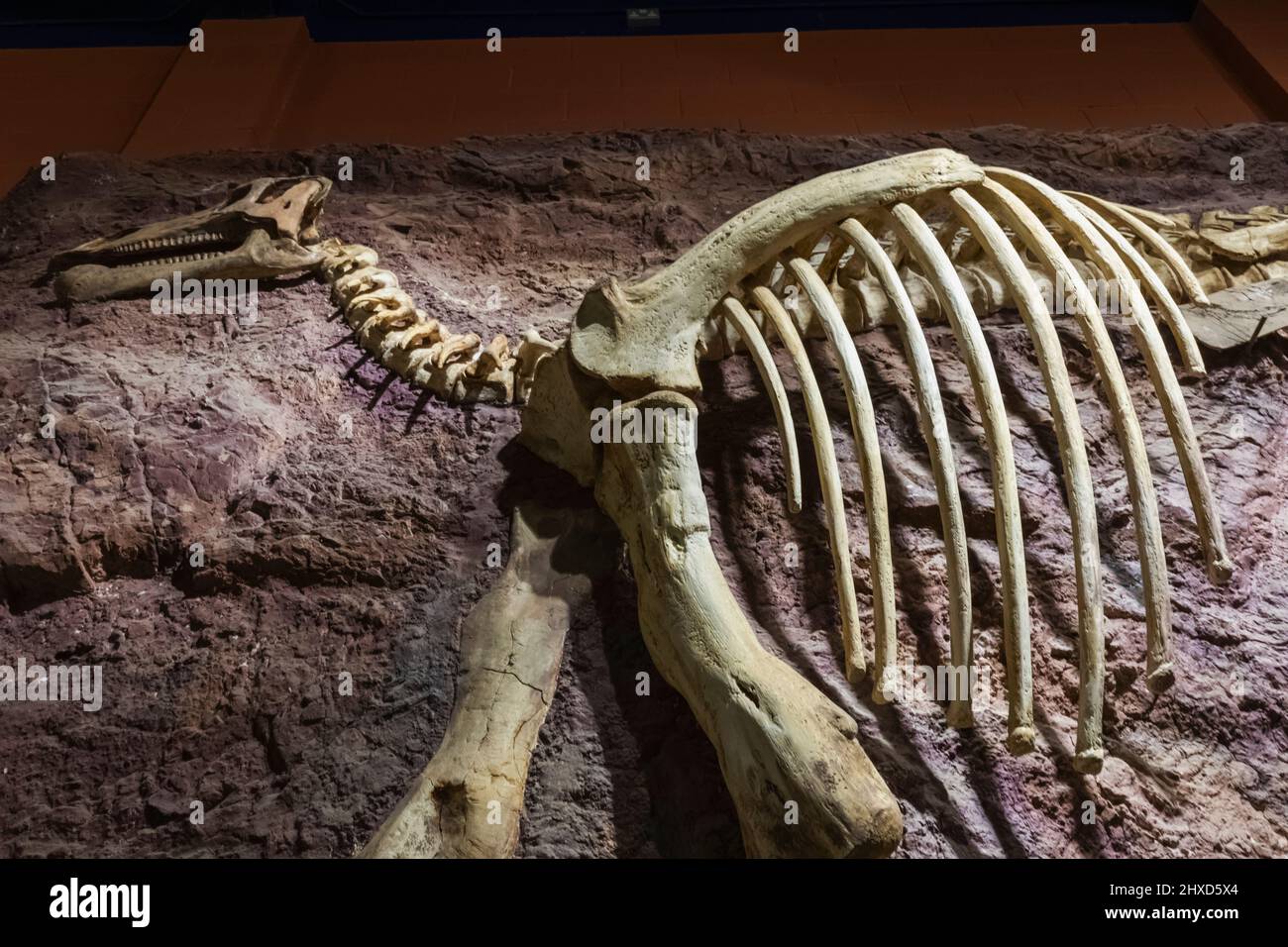 England, Isle of Wight, Sandown, Dinosaur Isle Museum, Reconstructed ...
