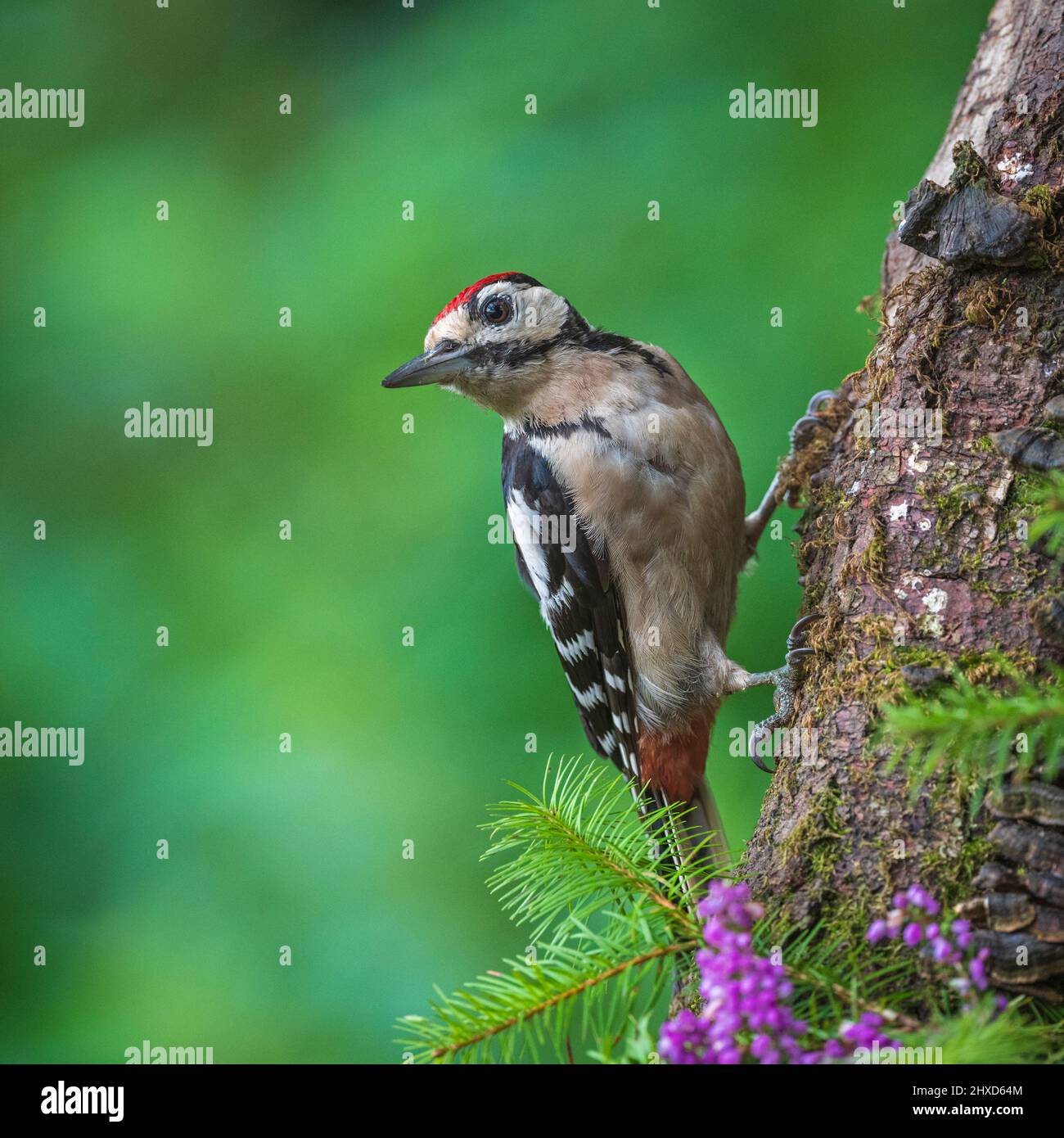 A greater spotted Woodpecker at Dean Mason's 'Windows on Wildlife ...