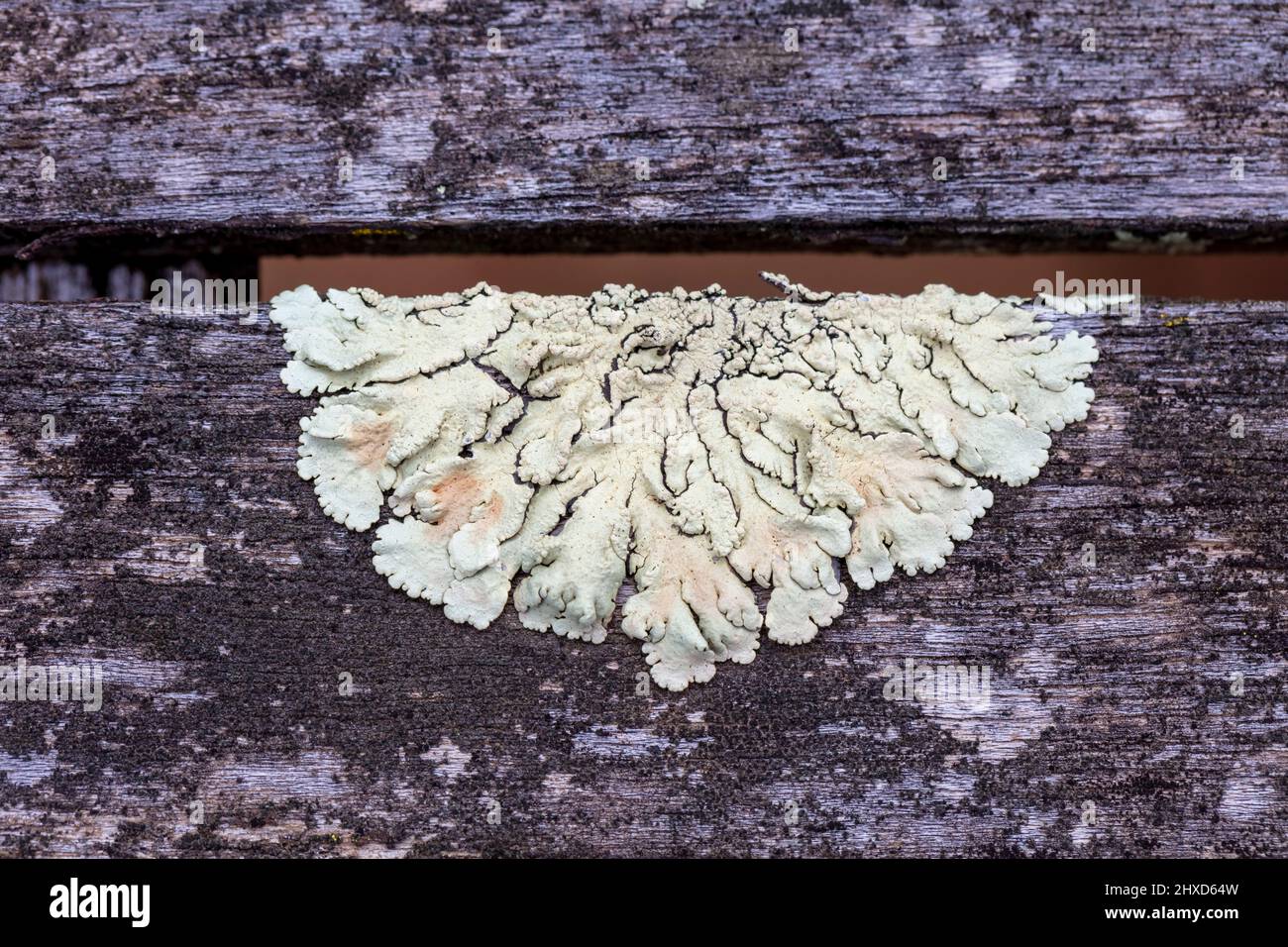 Photograph of white mould on the surface of a wooden outdoor table in a ...