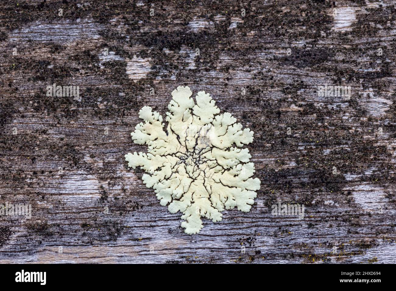 Photograph of white mould on the surface of a wooden outdoor table in a ...