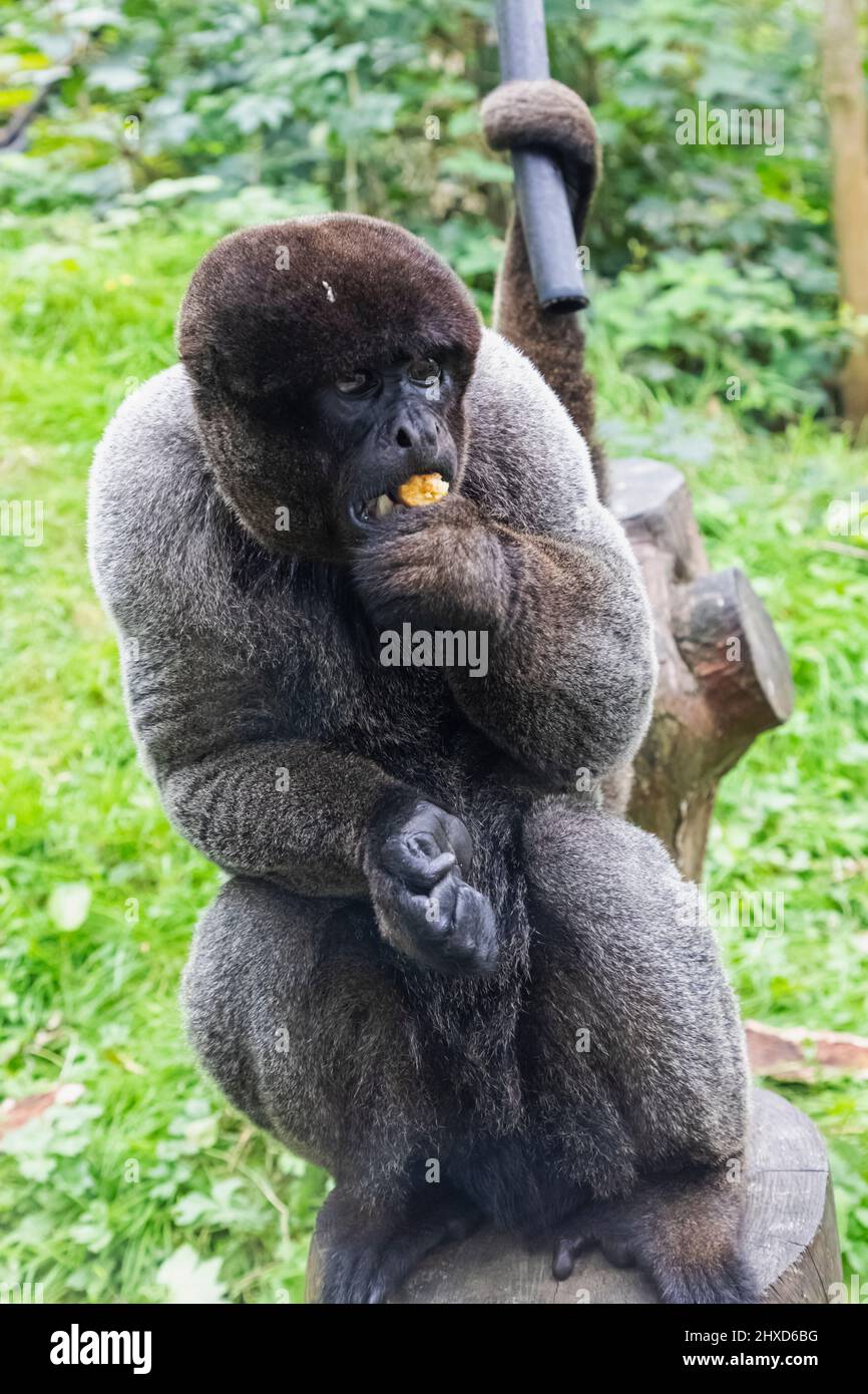 Monkey world attraction hi-res stock photography and images - Alamy