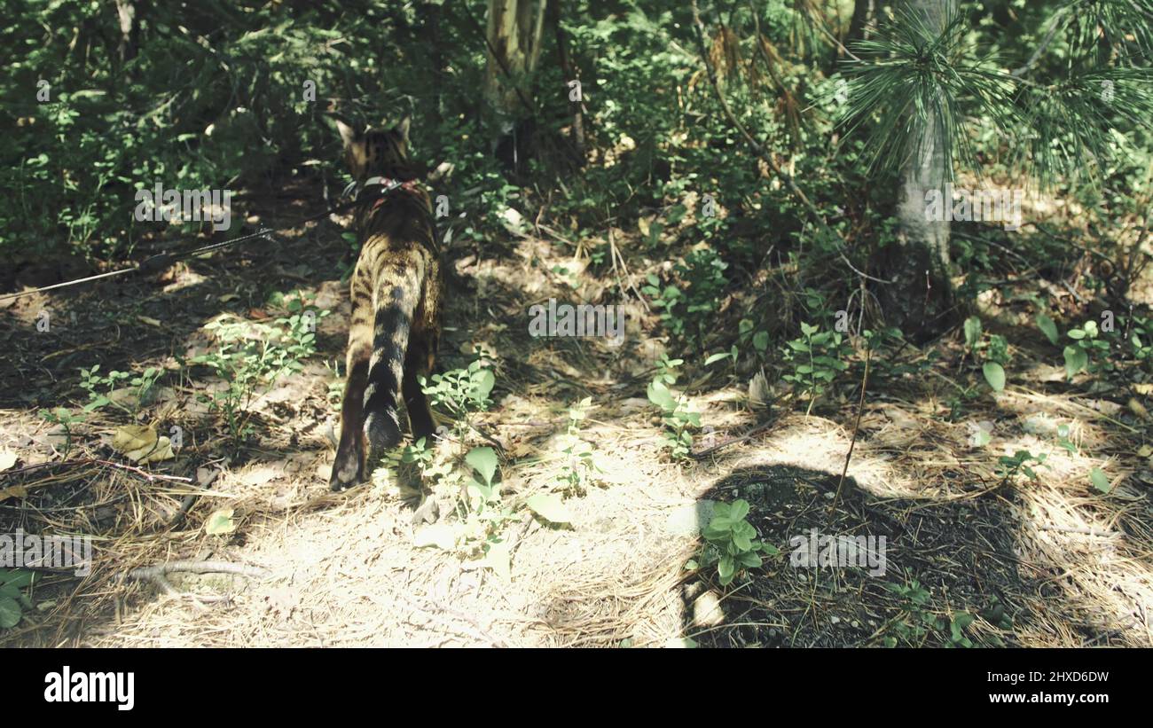 One cat in a city park. Bengal wildcat walk on the forest in collar ...