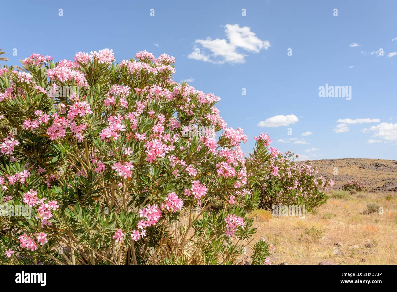 Plant oasis of palm trees and oleander in a stone desert in Morocco ...
