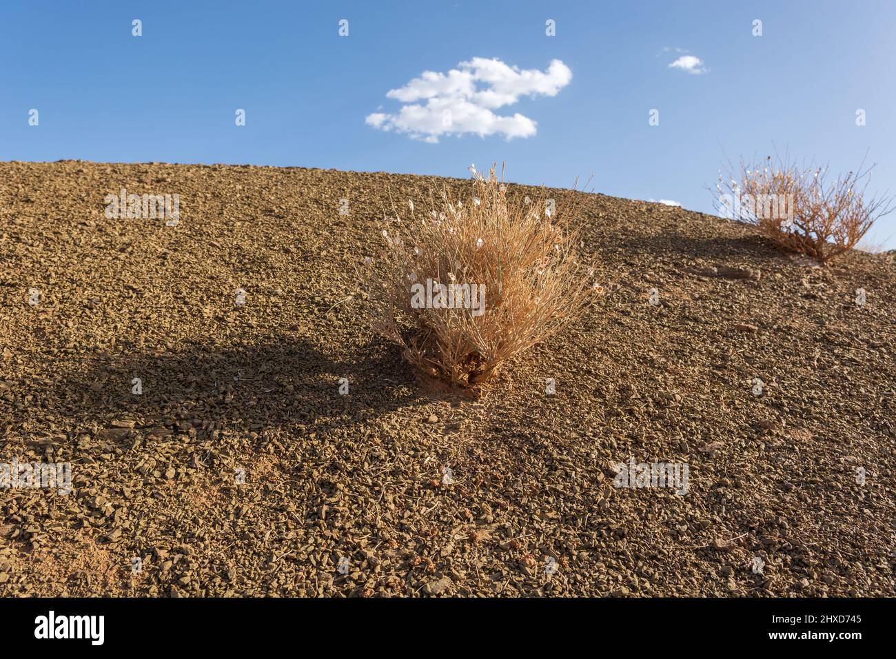 Small rocks and pebbles in a stone desert in Morocco. Dry and mineral ...
