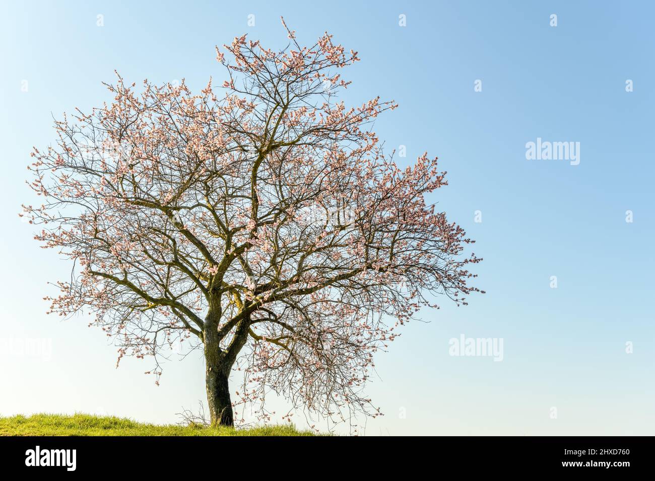 The pink peach tree hi-res stock photography and images - Alamy