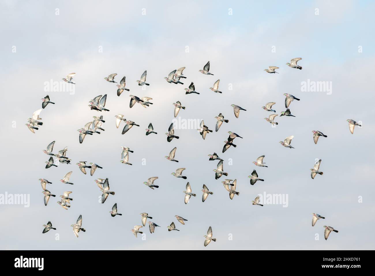 Common pigeons flying in groups to flee a hawk. France Stock Photo - Alamy