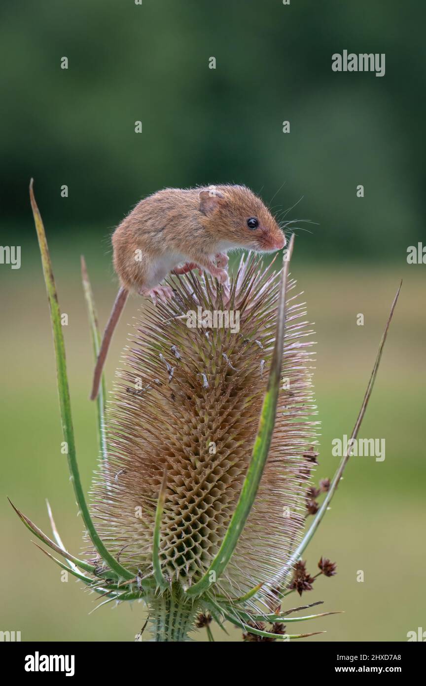 Cute little harvest mice at Dean Mason's 'Windows on Wildlife' woodland ...