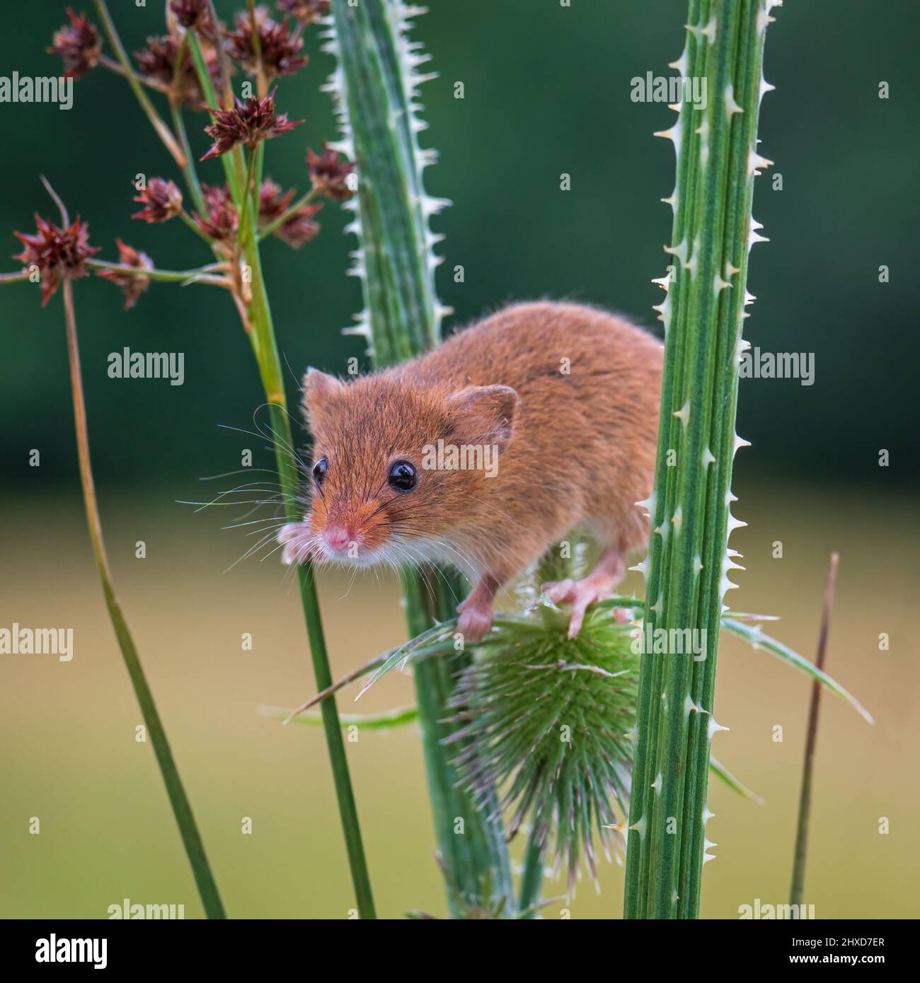 Harvest mice on teasel hi-res stock photography and images - Alamy