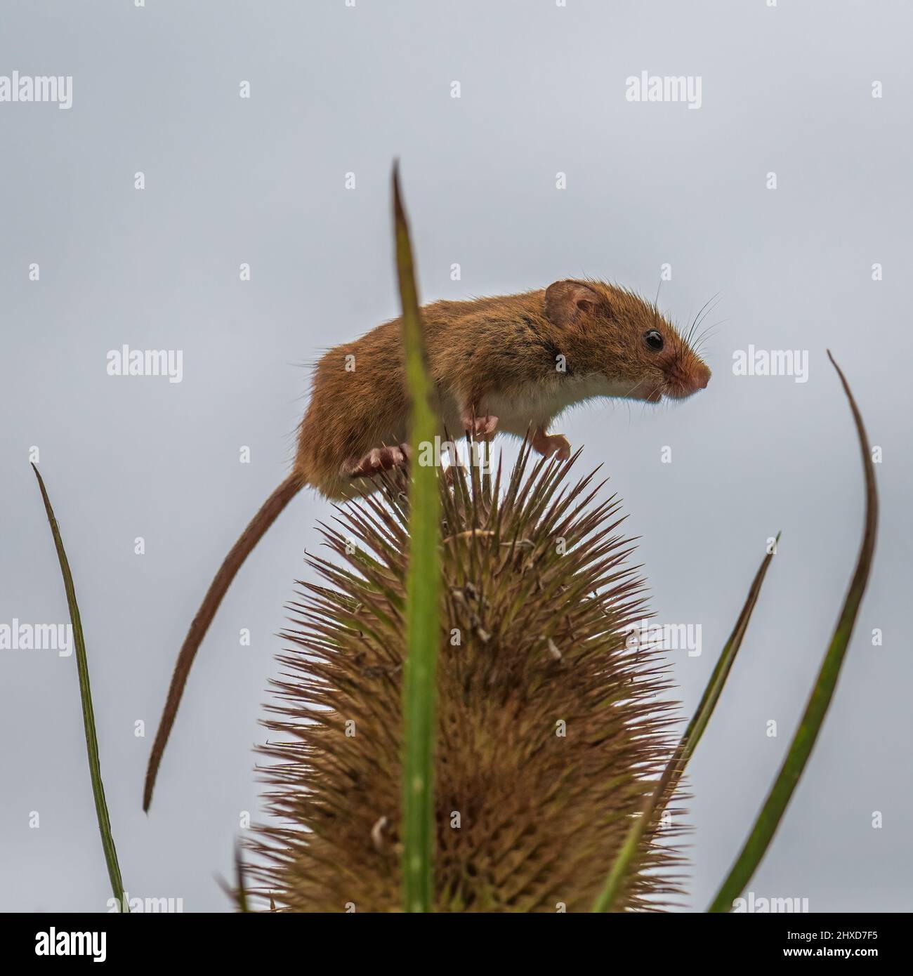 Harvest mice on teasel hi-res stock photography and images - Alamy