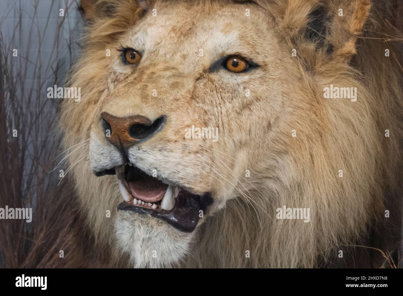 England, Kent, Dover, Dover Museum, Exhibit of a Rear White Lions Head ...