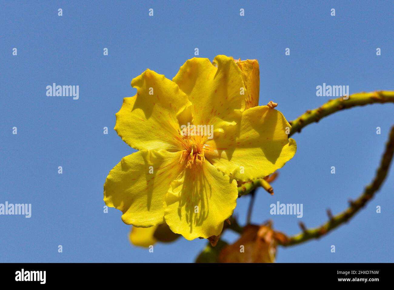 Flower in western australia hi-res stock photography and images - Alamy