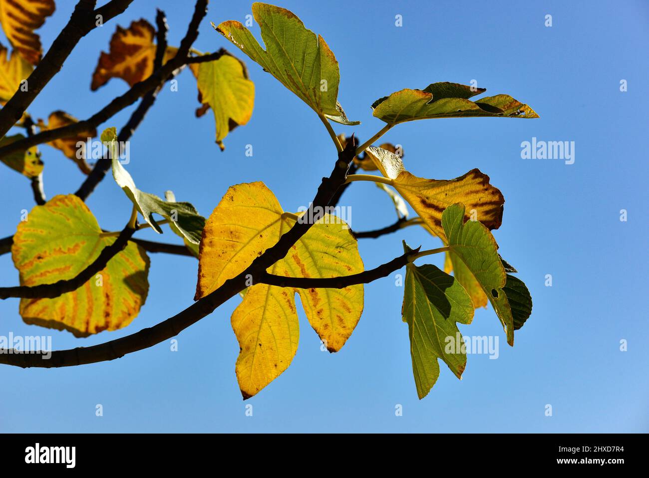 Leaves of a fig tree in sunlight, Luz, Algarve, Portugal Stock Photo ...