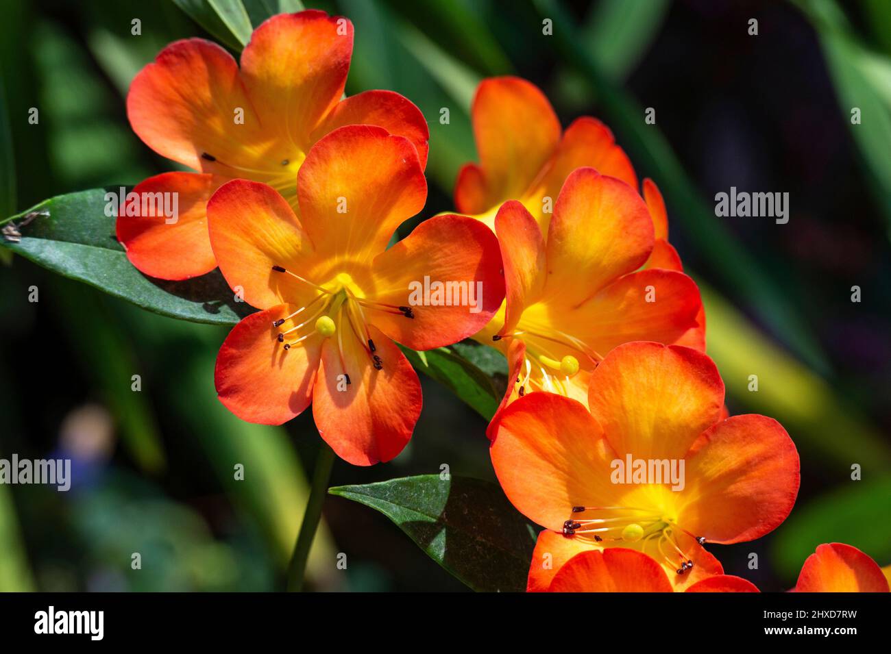 Orange yellow red sunlight hi-res stock photography and images - Alamy