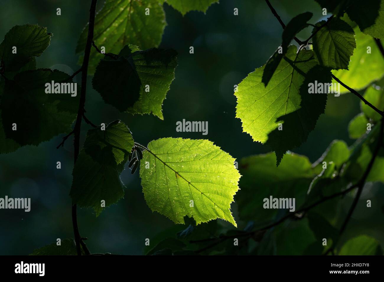 Leaves of a tree in sunlight with shadow play hi-res stock photography ...