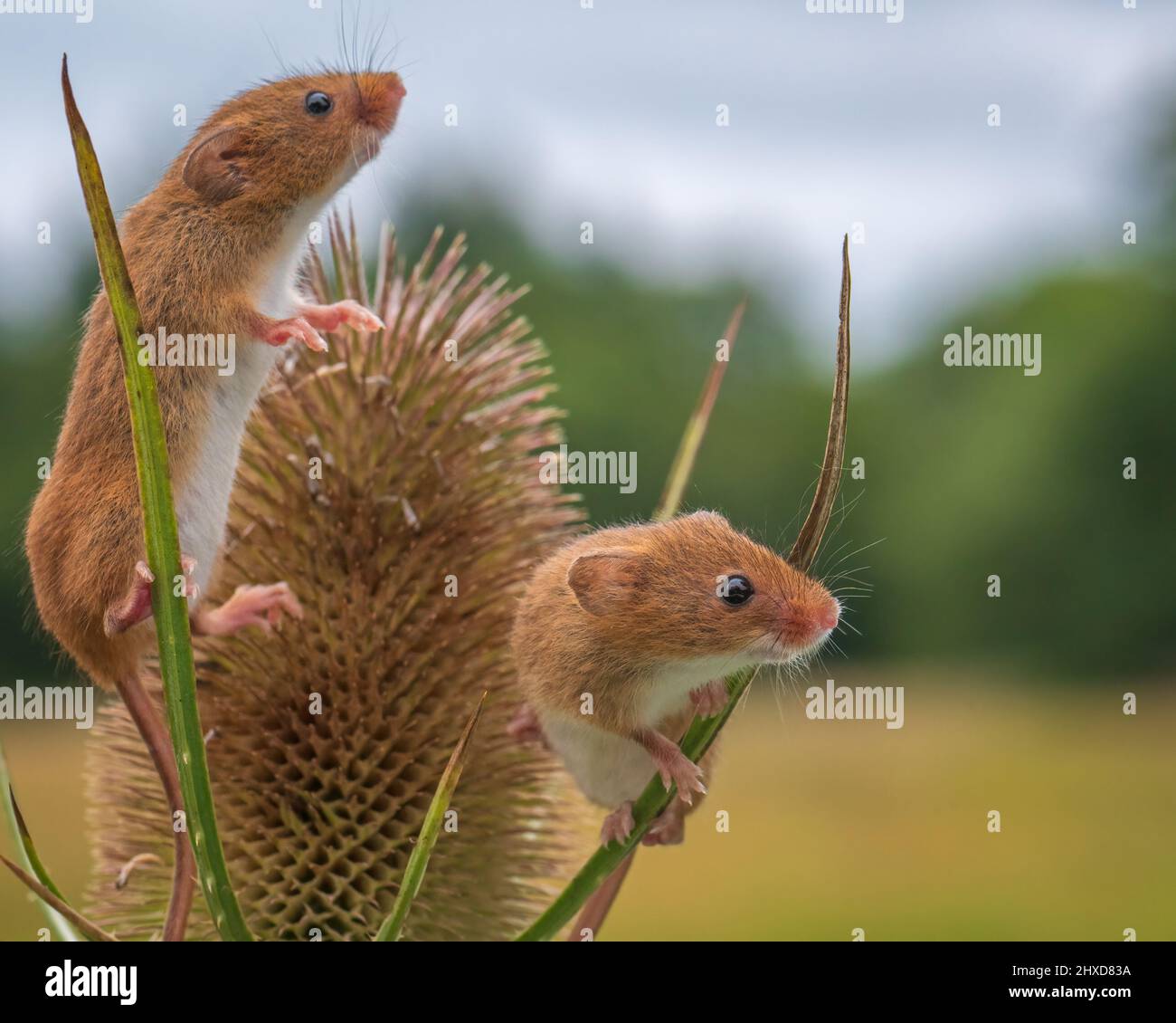 Cute little harvest mice at Dean Mason's 'Windows on Wildlife' woodland ...