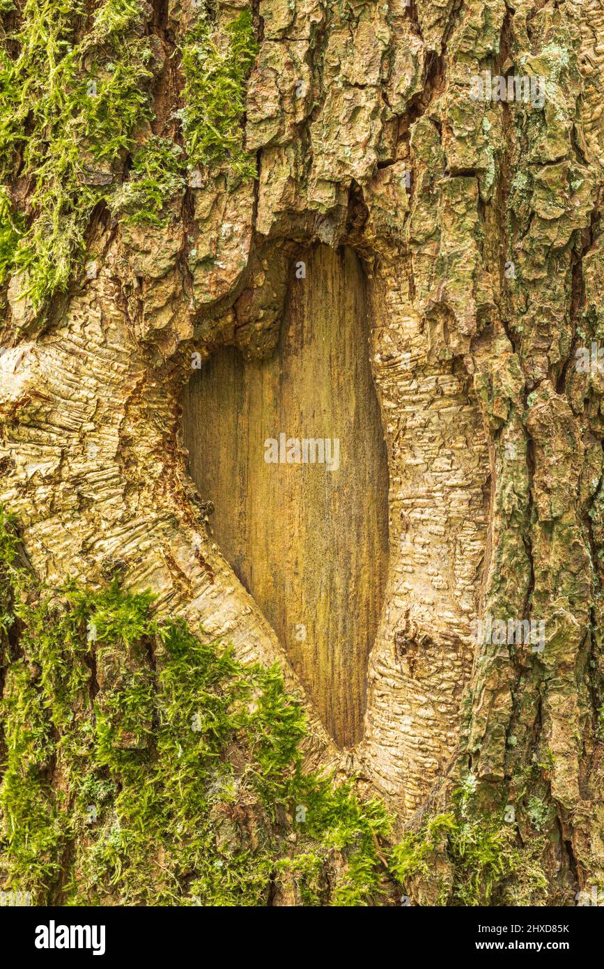 Tree trunk, tree bark, heart shape, forest still life Stock Photo - Alamy