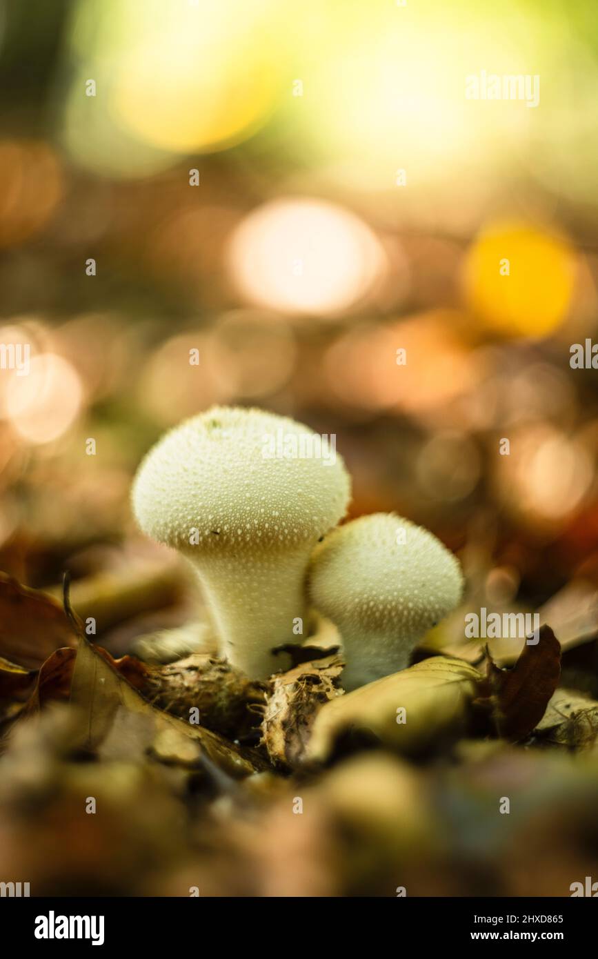 Stem in soil hi-res stock photography and images - Alamy