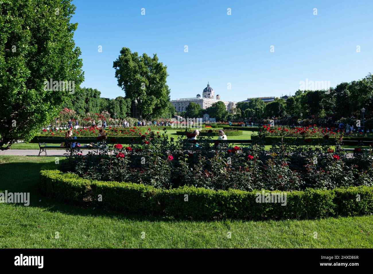volksgarten park with roses on bright summer day, Vienna, Austria Stock ...