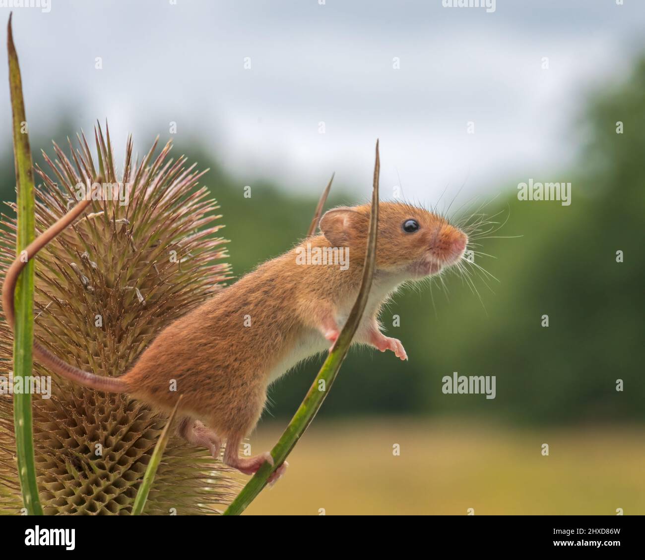 Harvest mice on teasel hi-res stock photography and images - Alamy