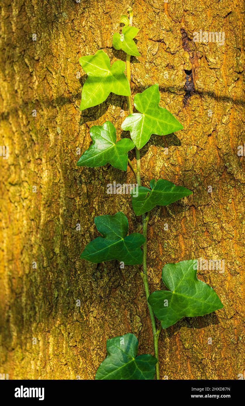 Tree trunk, common ivy, Hedera helix on bark Stock Photo - Alamy