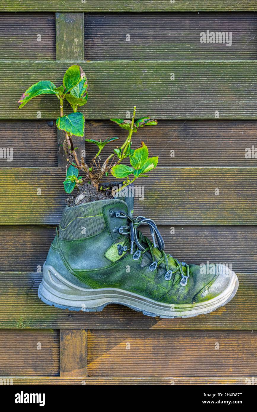 Funny garden decoration, flower pot from old shoe Stock Photo - Alamy